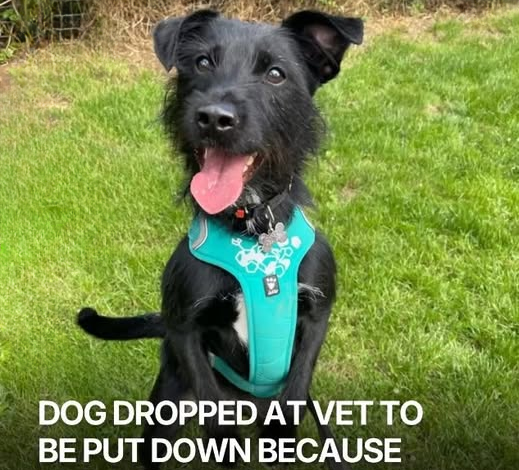 Dog Surrendered for Barking at Strangers Gets a Second Chance Thanks to ...