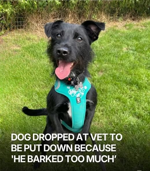 Dog Surrendered for Barking at Strangers Gets a Second Chance Thanks to ...